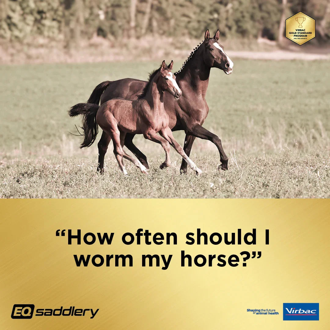 All your Horse Worm Testing Questions Answered – EQ Saddlery