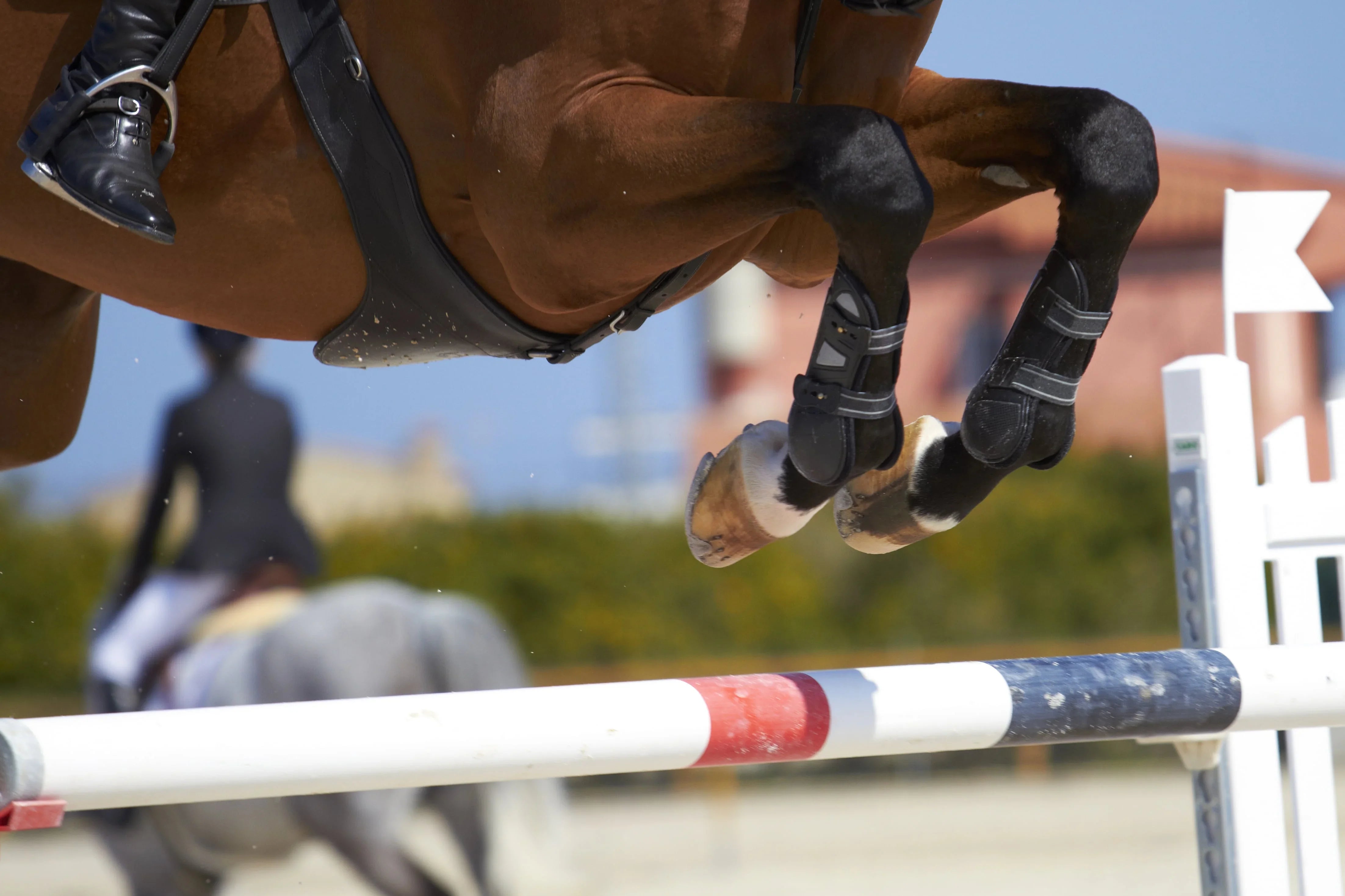 Jumping Boots | Buy Horse Jump Boots Online Australia – EQ Saddlery