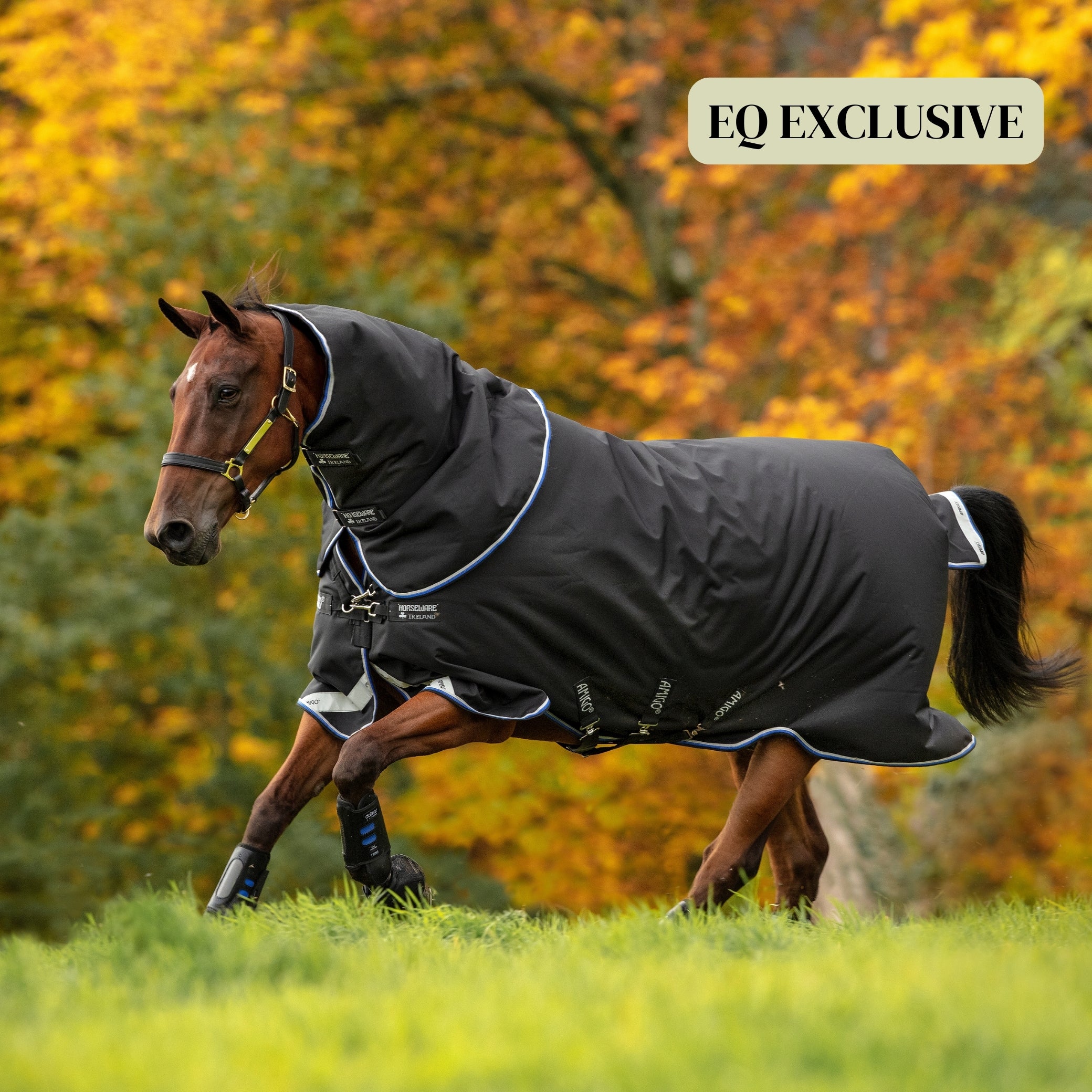 Horse Riding Equipment & Gear For Sale | Horse Shop Online - EQ Saddlery