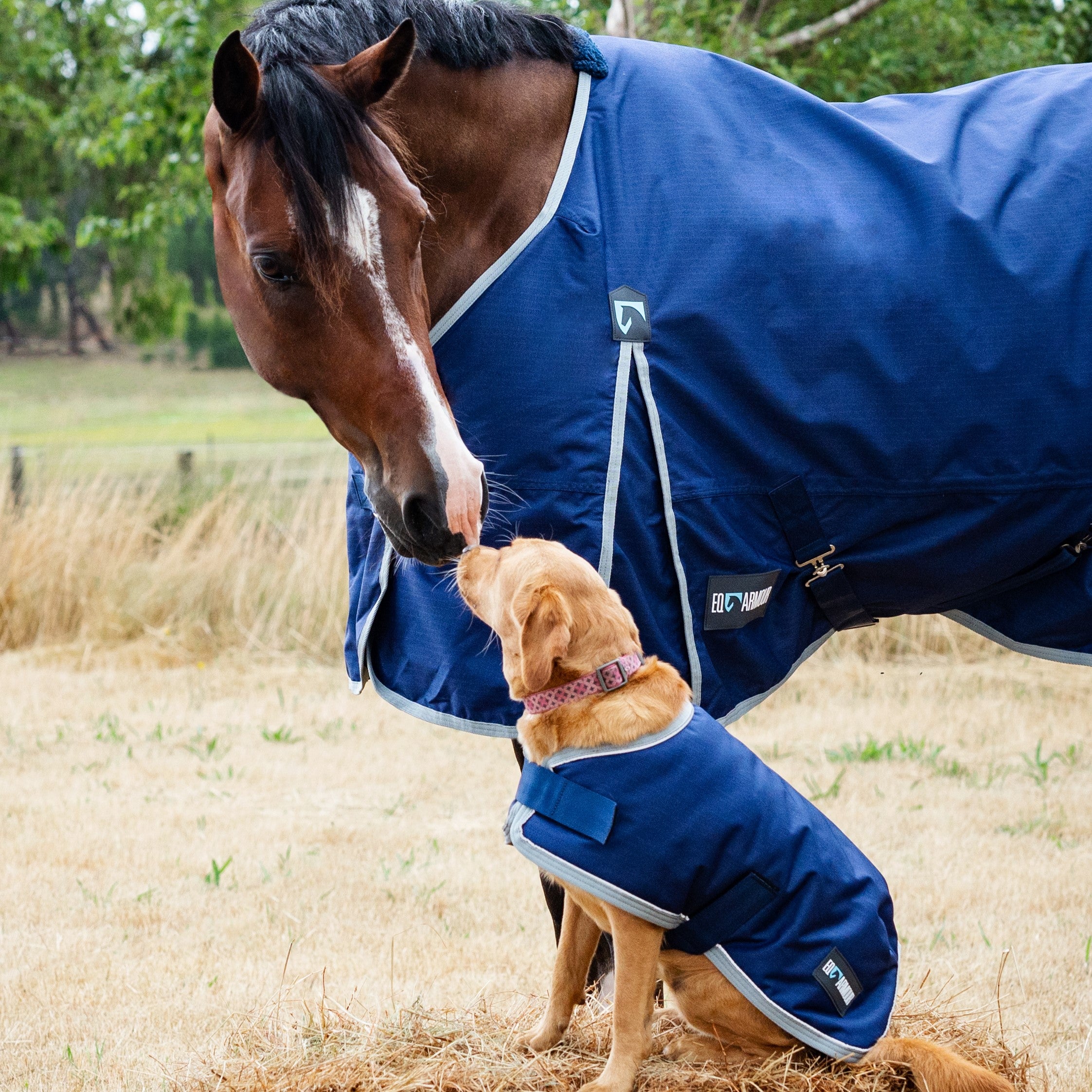 EQ Armour 600D Dog Rug – EQ Saddlery