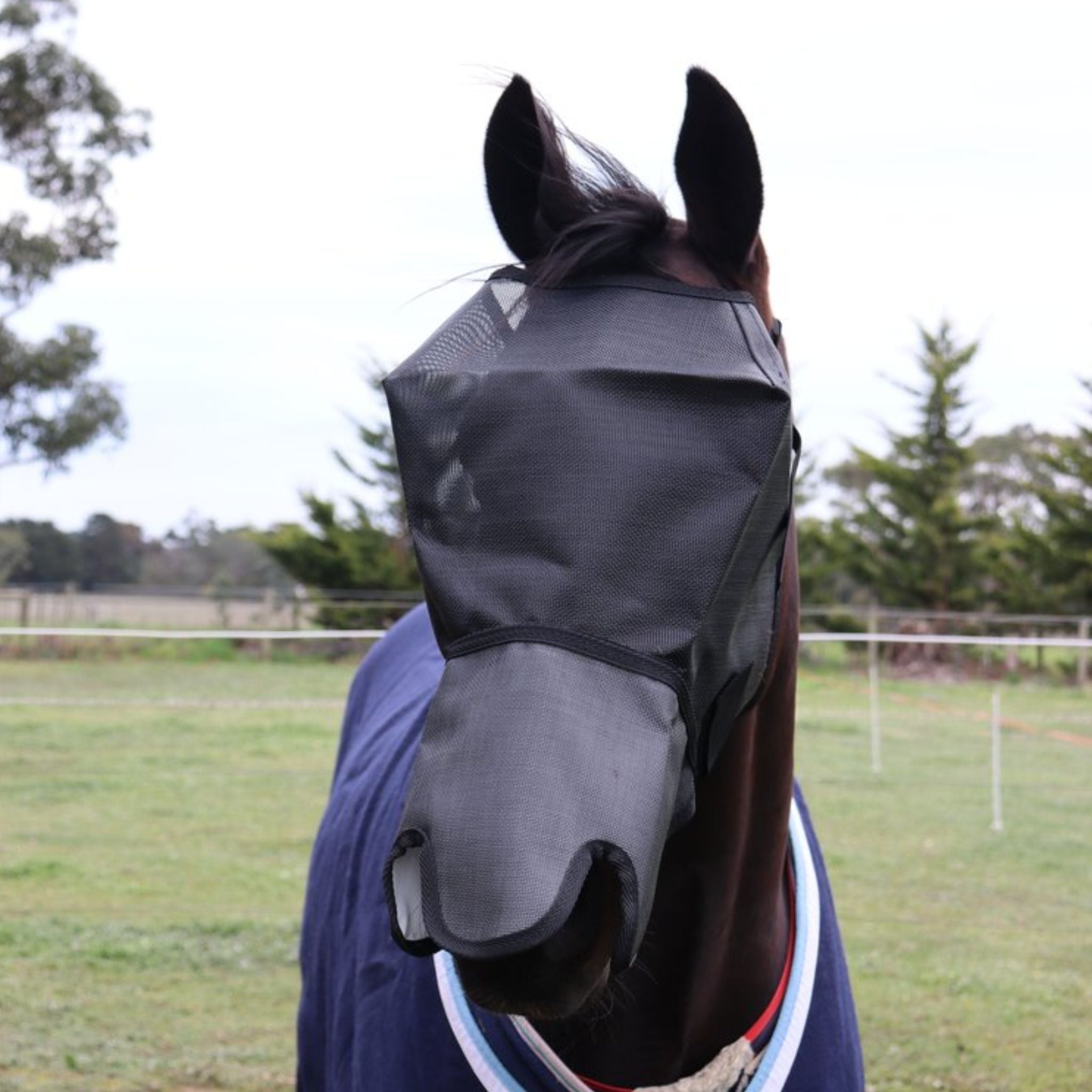 Fly Masks & Veils for Horses Australia | EQ Saddlery