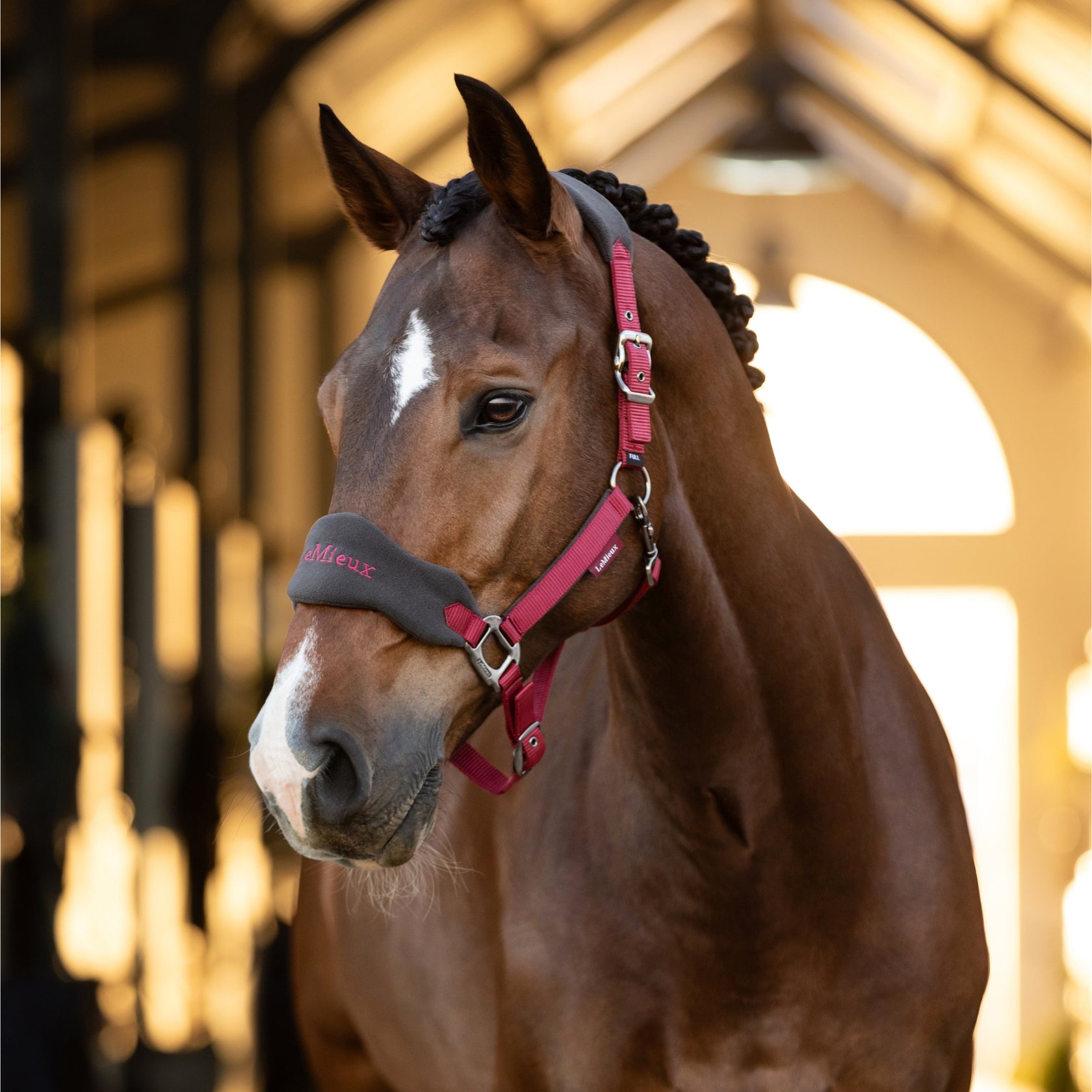 Buy LeMieux Vogue Headcollar $69.99