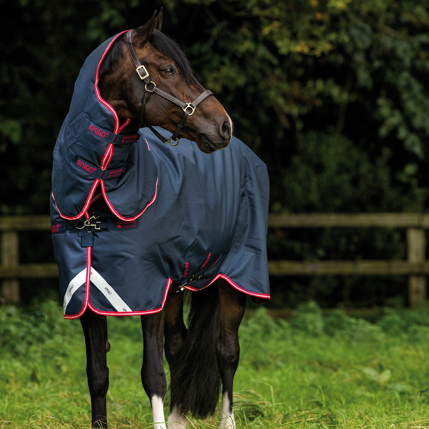 Amigo Bravo 12 Plus 250g Rug – EQ Saddlery
