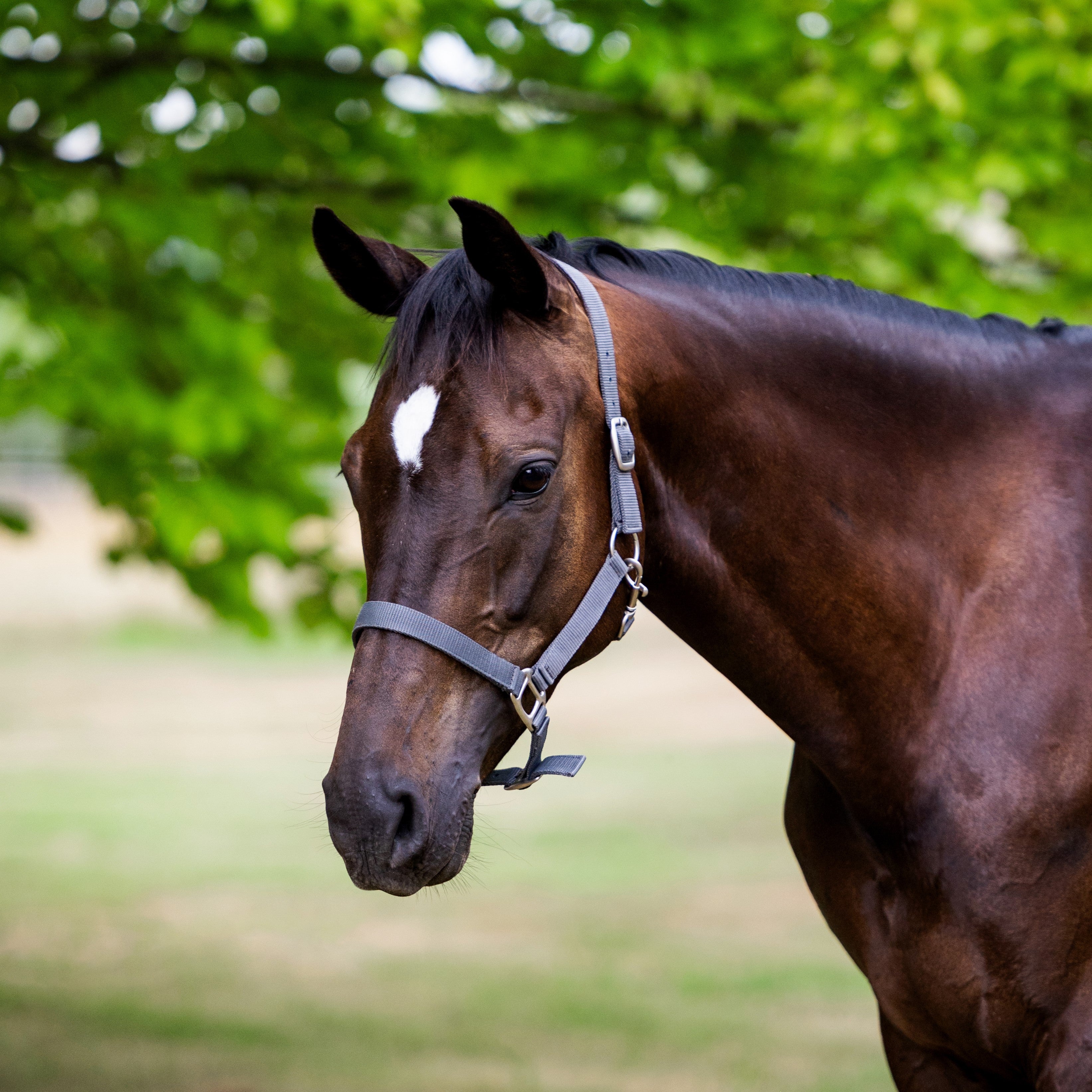 Devon Economy Nylon Halter – EQ Saddlery
