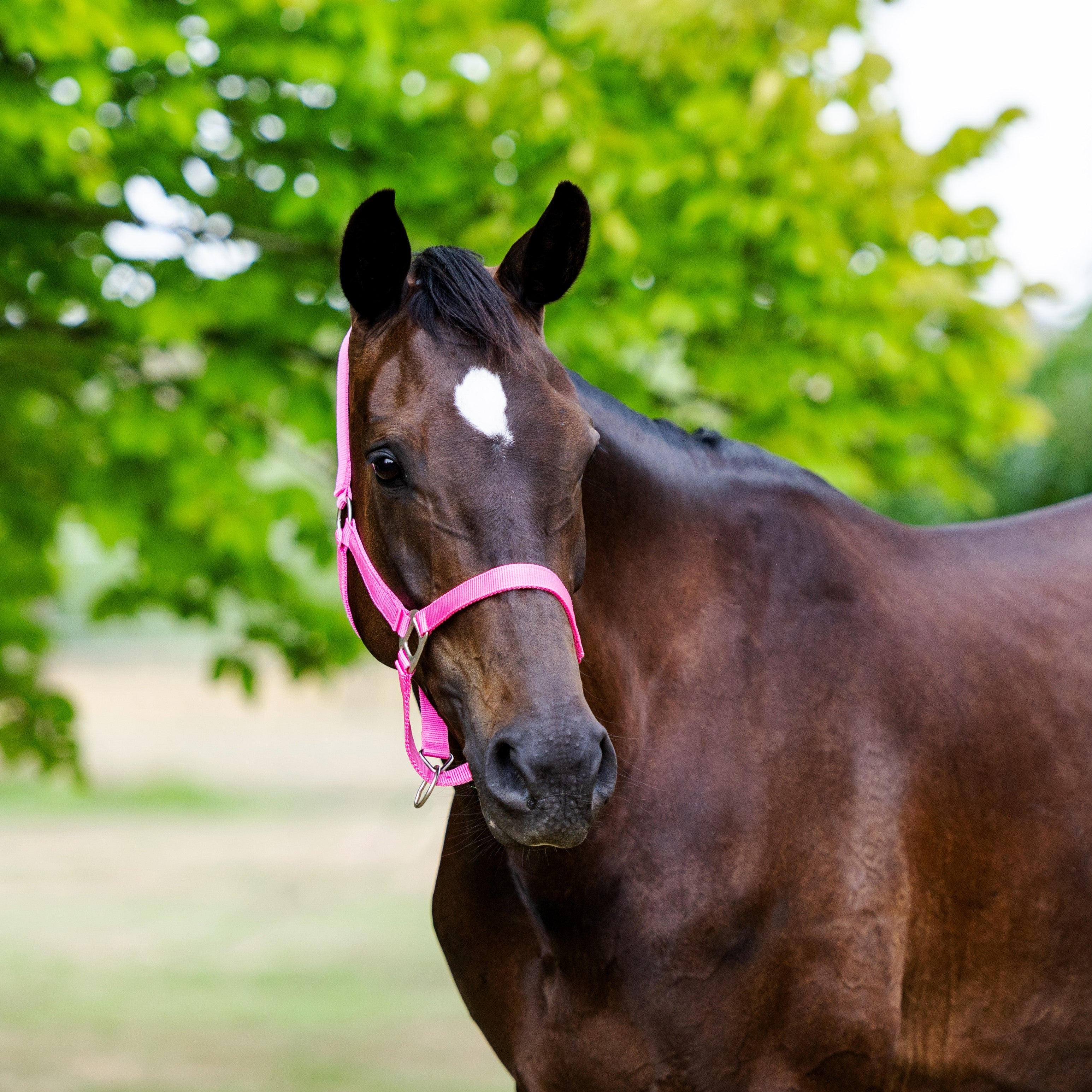 Devon Economy Nylon Halter – EQ Saddlery