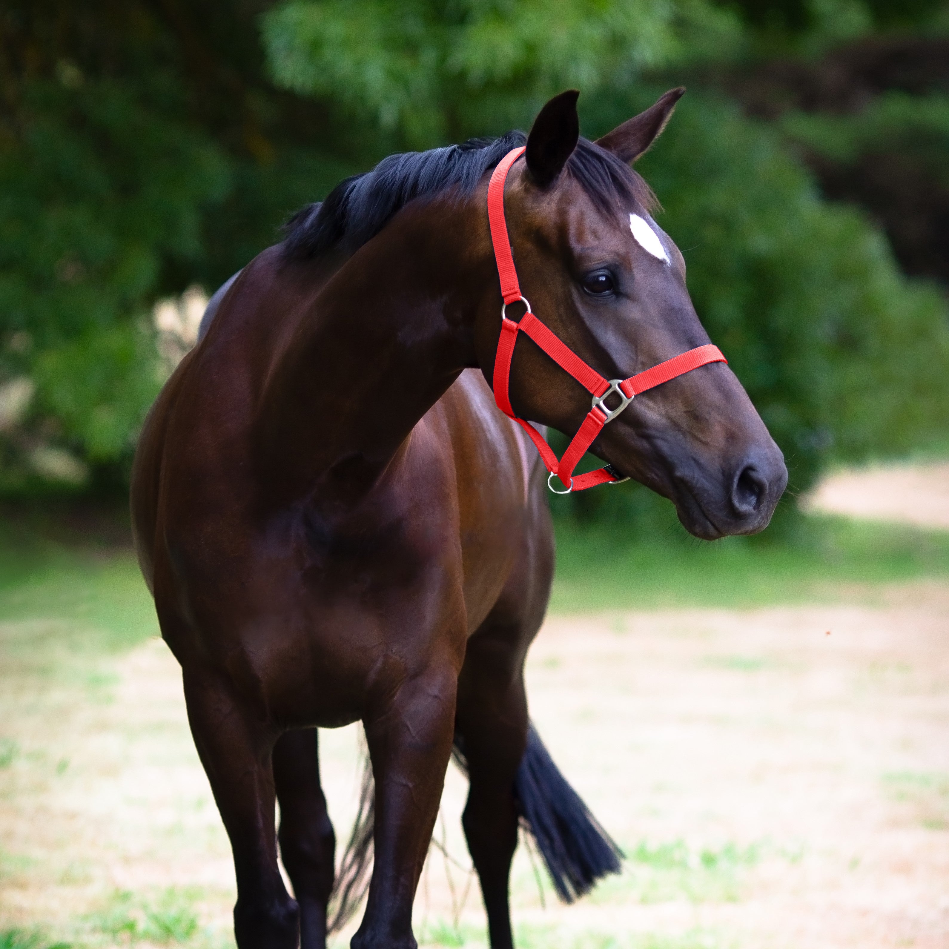 Devon Economy Nylon Halter – EQ Saddlery