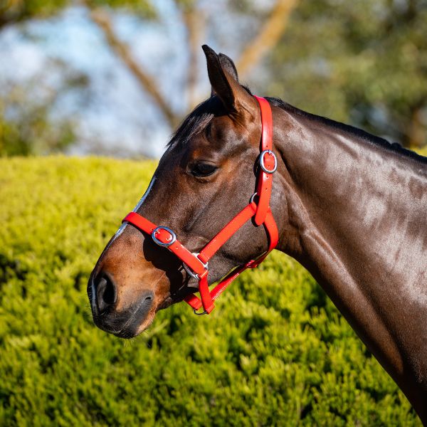Buy Devon PVC Headcollar $39.99